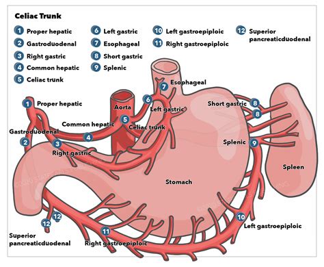 Anatomy Abdomen And Pelvis Celiac Trunk Article