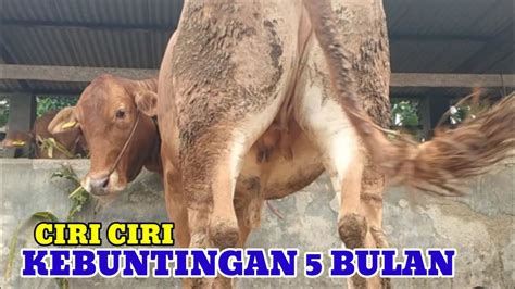 SAPI INDUKAN BUNTING TERLIHAT DARI BAWAH PERUT NYA BULAT YouTube