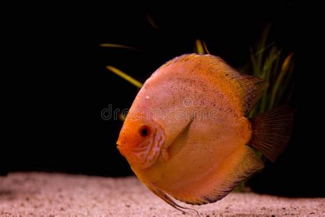 Discus Fish In Aquarium Tropical Fish In Aquarium Symphysodon Discus