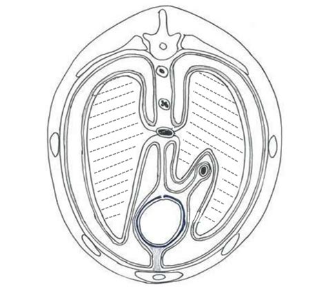 Diagram Of Transverse Section Through The Thorax Quizlet
