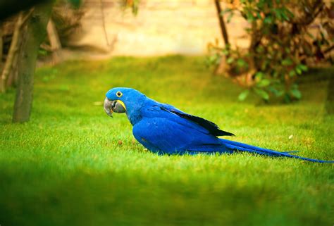 Hintergrundbilder Tiere Natur Papagei Gras Ast Grün blau