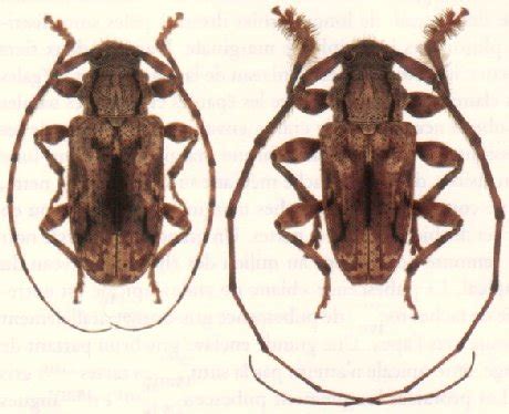 Cerambycidae Species Details