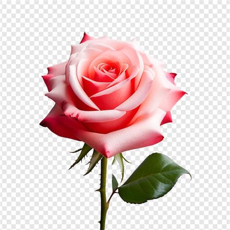 Premium Psd Rose Flower Png Isolated On Transparent Background