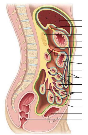 Hsf Ii Midsagittal View Of Abdomen Diagram Quizlet