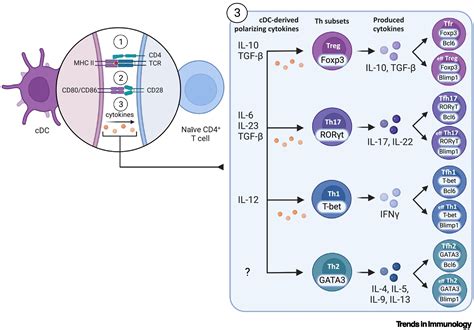 A Model Of Th2 Differentiation Based On Polarizing Cytokine Repression