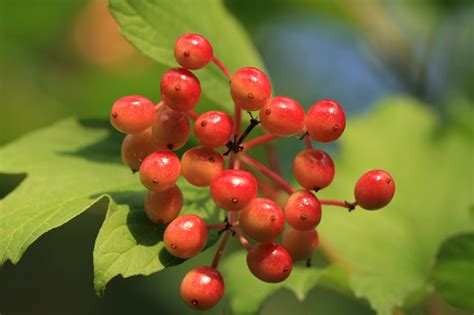 Cuánto tiempo tarda en crecer un árbol fresno granjaonline