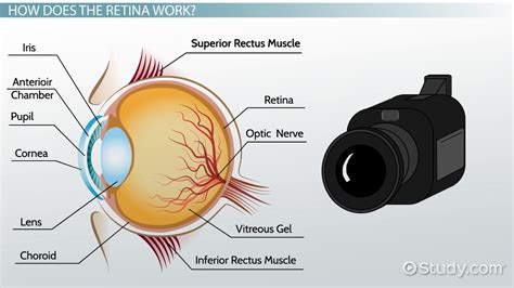 Retina Definition Anatomy Function Lesson Study