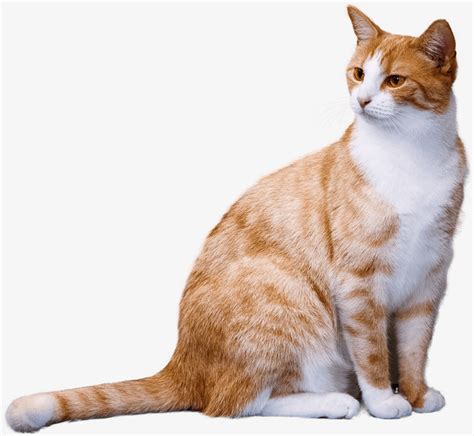 橘猫高清PNG素材胖胖萌宠透明背景动植物元素设计资源下载 墨鱼部落格