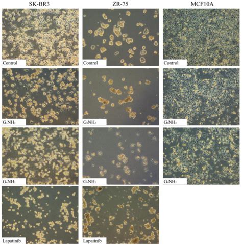 Substantial Cell Apoptosis Provoked By Naked PAMAM Dendrimers In HER2