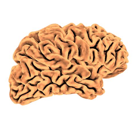 a human brain and its disk conformal parameterization using our download scientific diagram