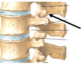 Spine And Pelvis Lumbar Spine Flashcards Quizlet