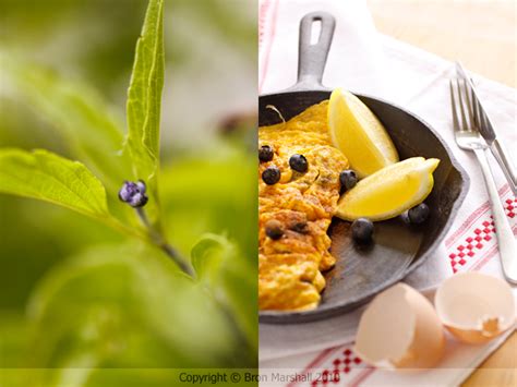 Blueberry Breakfast Omelette