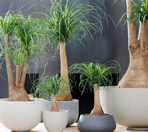 Plante dintérieur les 30 plus les belles plantes dans la maison