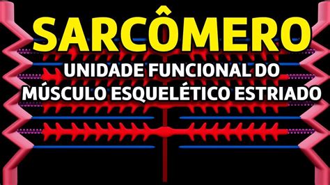 Sarcômero Unidade funcional do músculo esquelético estriado YouTube