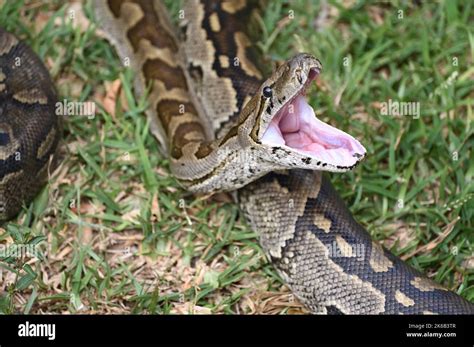A Closeup Picture Of A Southern African Rock Python Yawning Opening