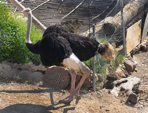 Struthio camelus Avestruz Guía de aves en Waste Magazine