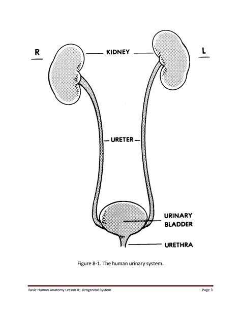 Solution Basic Human Anatomy Urogenital System Studypool