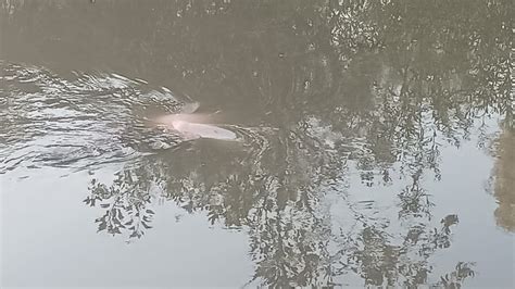 Localizan cadáver flotando en canal de guas negras de Hidalgo News