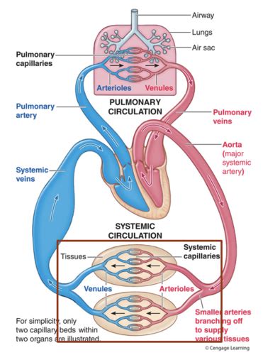 Circulatory Pathways And Hemodynamics Flashcards Quizlet