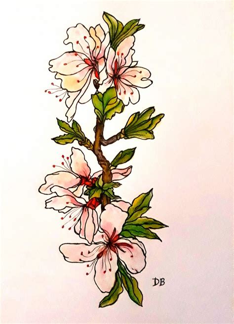 Fior Di Pesco Disegno Acquerello Di Daniela Bertoni