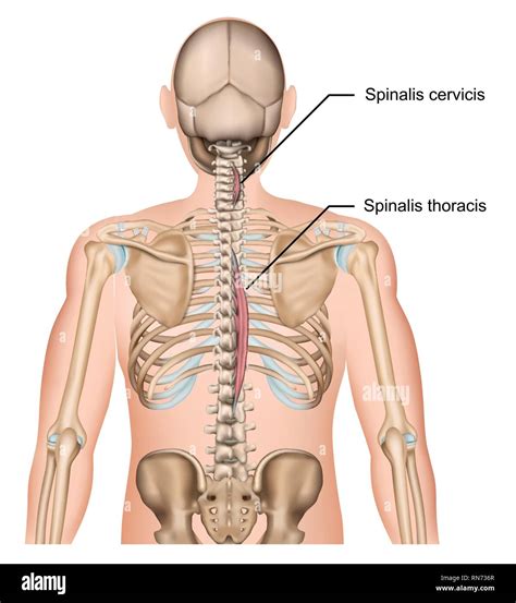 Erector Spinae Muscles Origin And Insertion