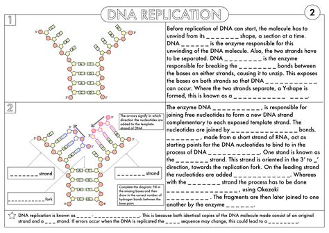Dna Replication Review Worksheet
