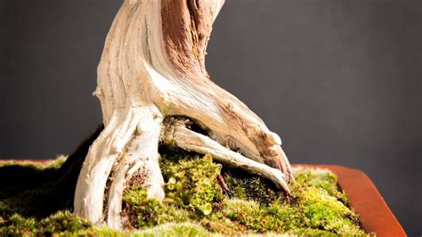 Juniper Bonsai Care The Definitive Guide