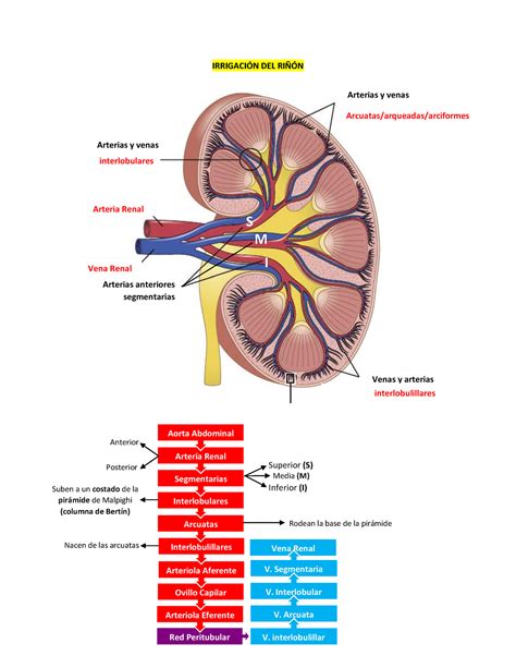 Renal Resumen completo IRRIGACIÓN DEL RIÑÓN Arteria Renal Vena Renal