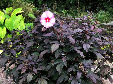 Hibiskus Bagienny Kremowy Small Wonders Hibiscus Moscheutos Twoje
