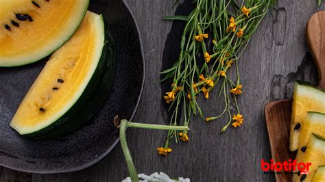 Manfaat Semangka Kuning Rahasia Buah Segar Kaya Manfaat