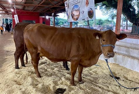 Senepol A Ra A Que Est Conquistando A Expoing