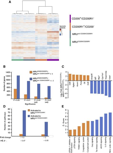 Unsupervised Hierarchical Clustering Of Distinct Epithelial Cell