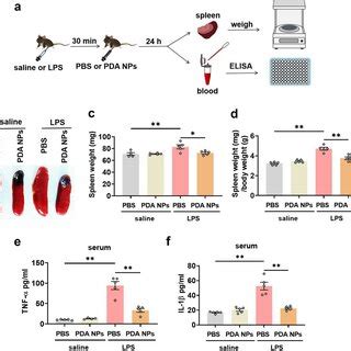 Preparation And Characterization Of PDA NPs A Schematic Illustration