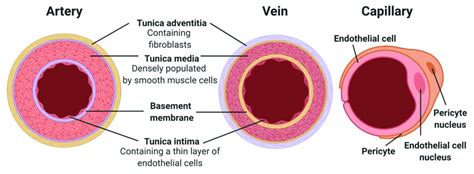 Arteries Veins And Capillaries Diagram