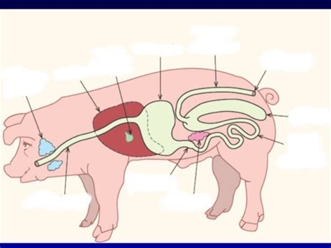 Pig Git Diagram Quizlet