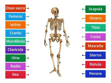 Il Sistema Scheletrico Labelled Diagram