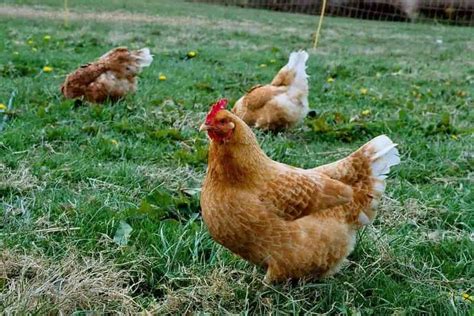 Quelle différence y a t il entre une poule et un poulet Rooster