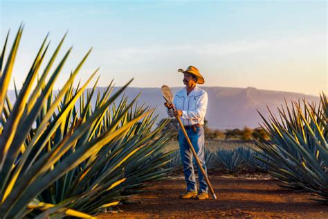 Ya Conoces La Ruta Del Tequila En Jalisco
