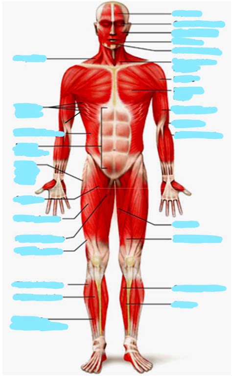 Major Skeletal Muscles Anterior Diagram Quizlet