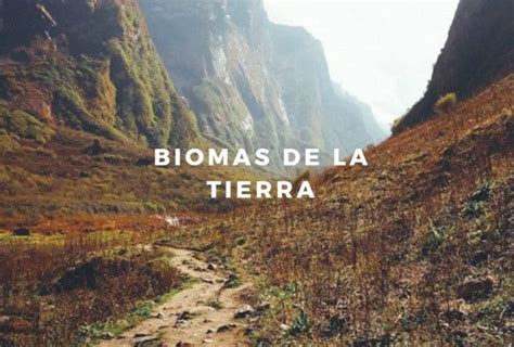Bioma Tipos qué es ubicación y sus características OVACEN