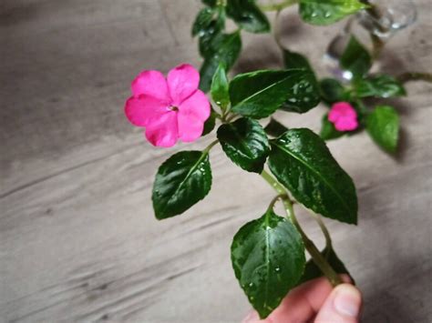 1 Bouture impatiens goutte de sang racinée envoi par mondial Relay