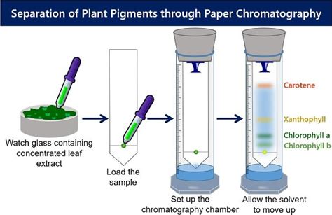 Separation Of Plant Pigments By Paper Chromatography Biology Reader