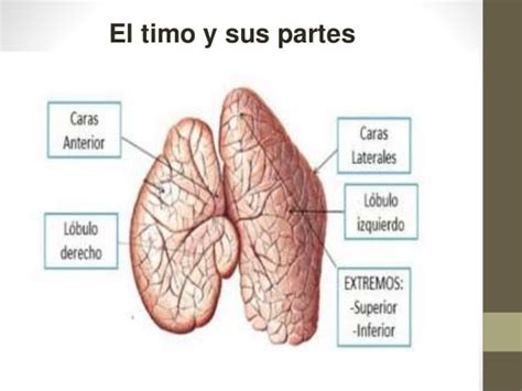 Aprende todo sobre la Función del timo