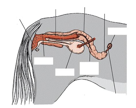 Mare Reproductive Label Diagram Quizlet