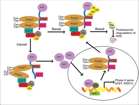 Multiple Modes Of Nrf Regulation And Transcriptional Response Intechopen
