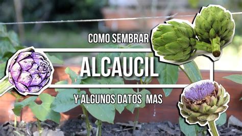 COMO SEMBRAR ALCAUCIL O ALCACHOFA YouTube