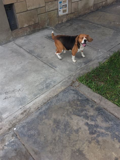 Suiry Sobrino Verástegui on Twitter Es gordito parece cachorro y es