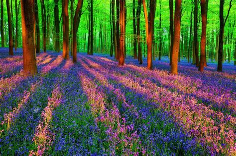 Spring Forest Wallpapers Wallpaper Cave