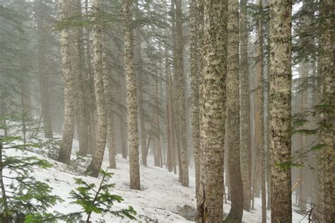 Washington Pnw Snow Tree Tree Trunk Cold Temperature Plant