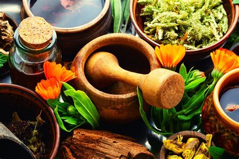 Esp Cies De Plantas Medicinais F Ceis De Cultivar Em Casa